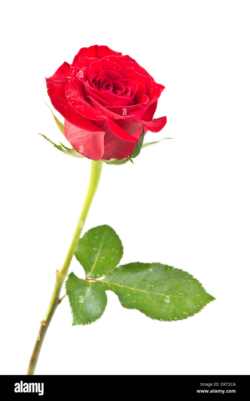 Red rose isolated on white background Stock Photo - Alamy