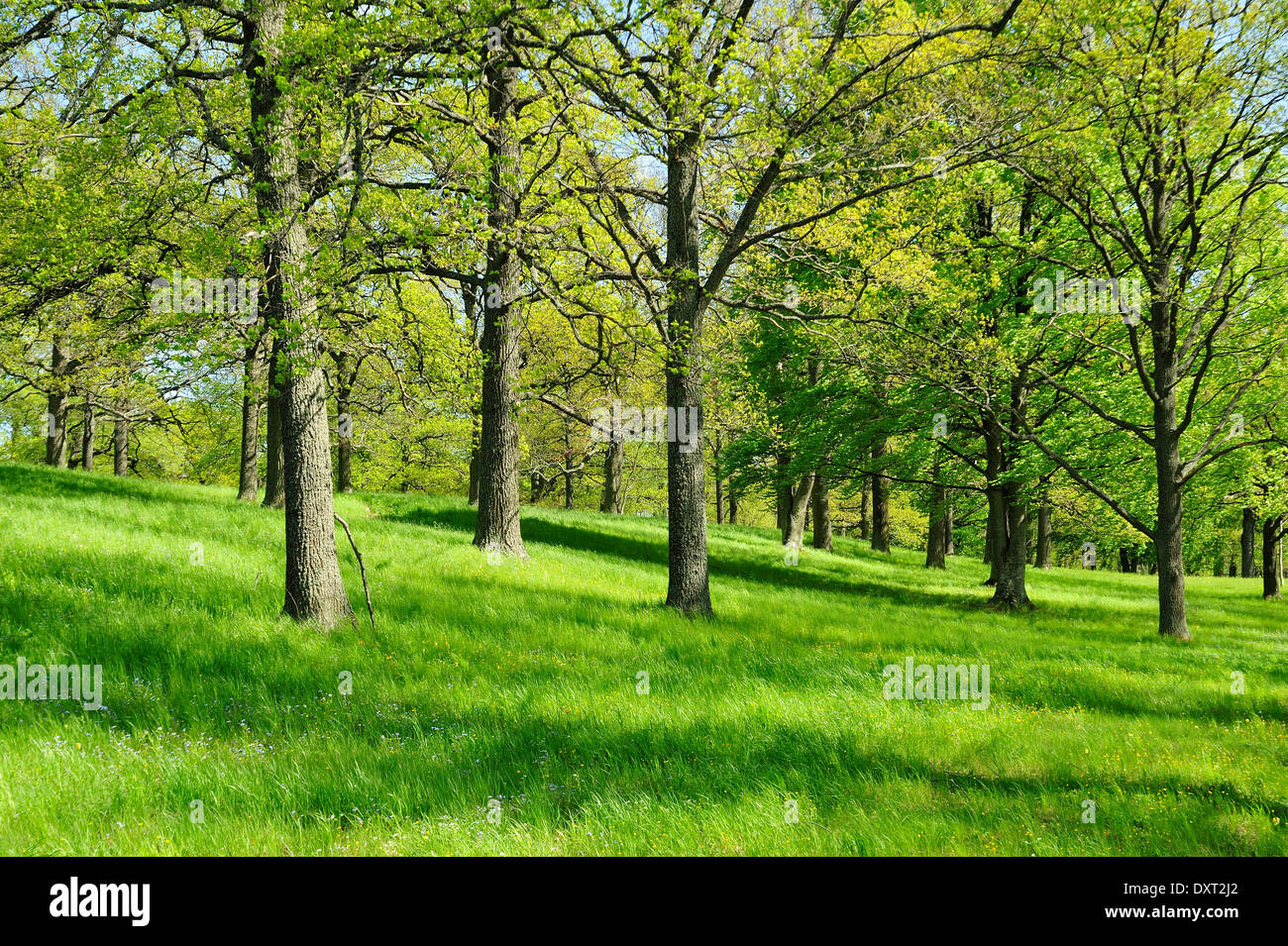 Deciduous forest with oaks hi-res stock photography and images - Alamy