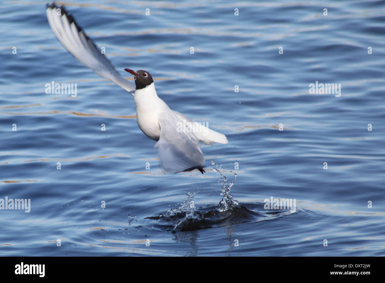 Seagull taking off from the water surface Stock Photo - Alamy