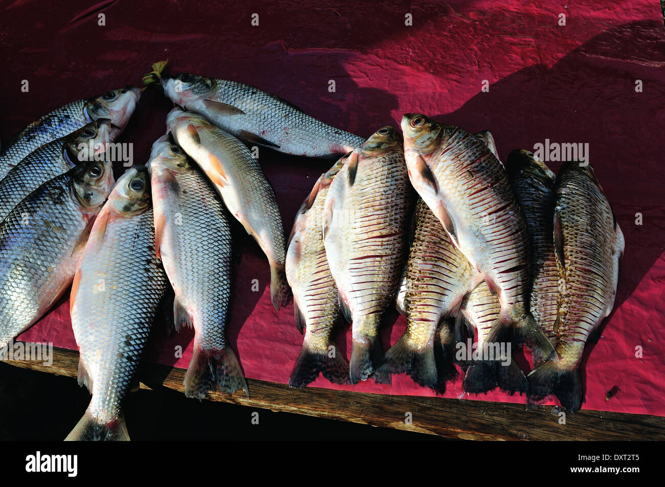 Bagre Fish - Market of Bellavista- Nanay in IQUITOS . Department of ...