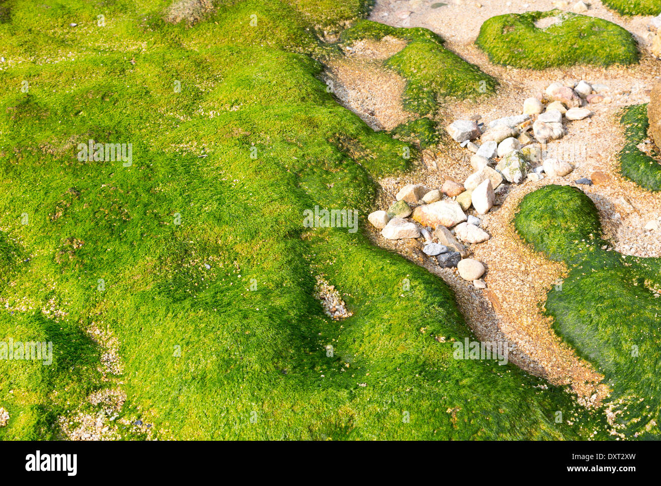 Green Algae at Bali Hai in Pattaya, Thailand Stock Photo - Alamy