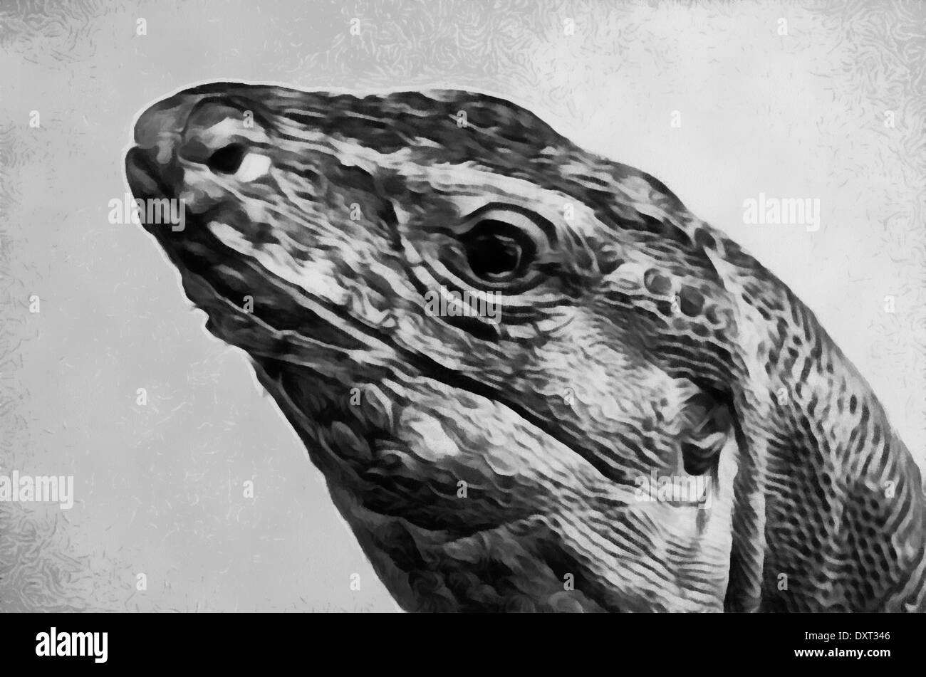 Lizard lizards sauria Black and White Stock Photos & Images - Alamy