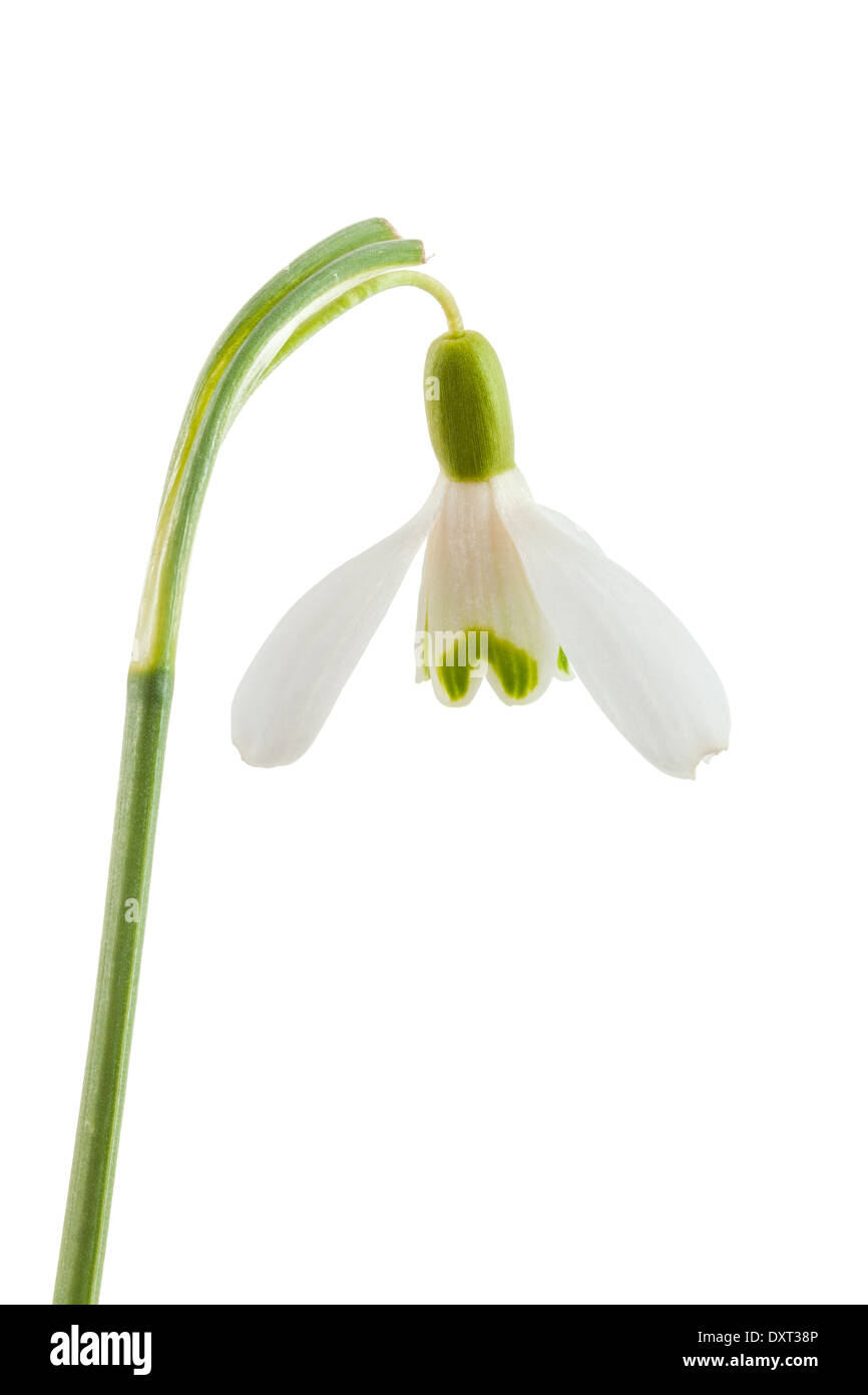 Common snowdrop isolated on a white background Stock Photo - Alamy