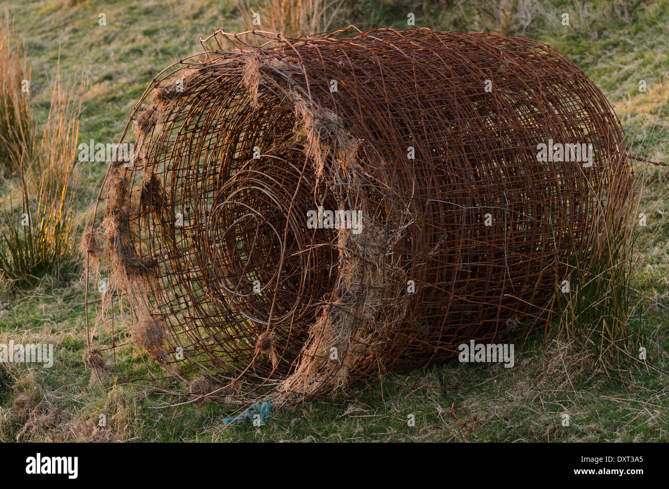 An abandoned rusty roll of fence wire lit by the late afternoon sun in ...
