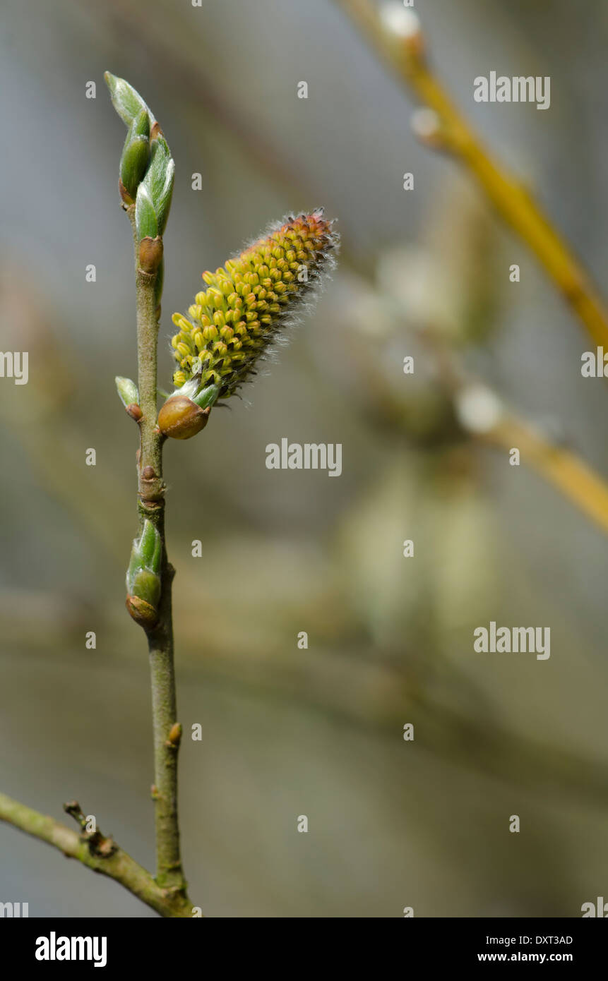 Spring buds catching the sun, new life on a tree in a Cumbrian wood ...