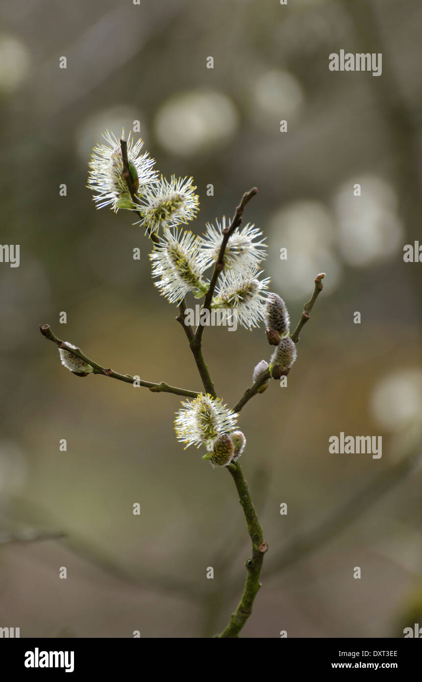 Spring buds catching the sun, new life on a tree in a Cumbrian wood ...