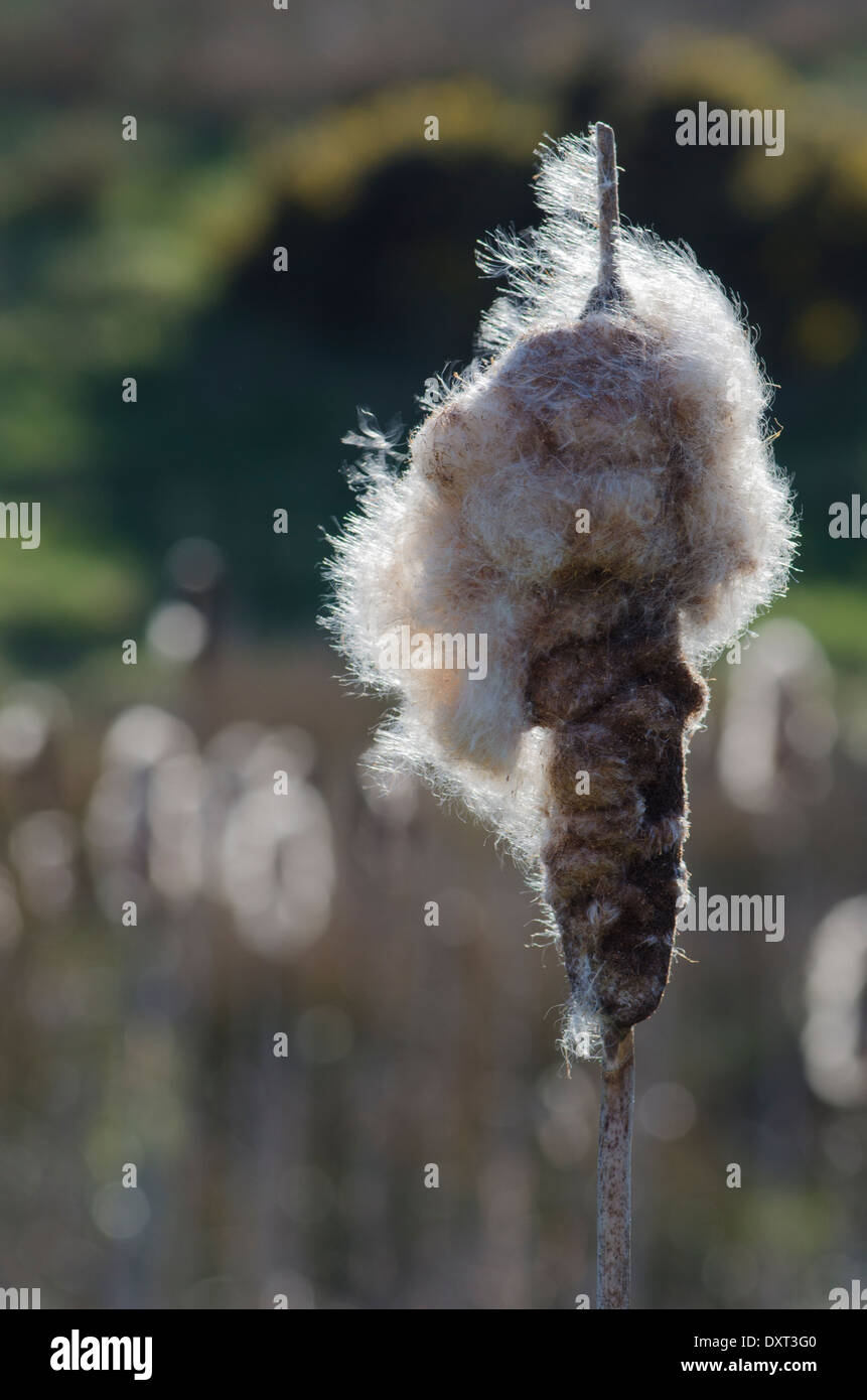 Bullrush in seed hi-res stock photography and images - Alamy