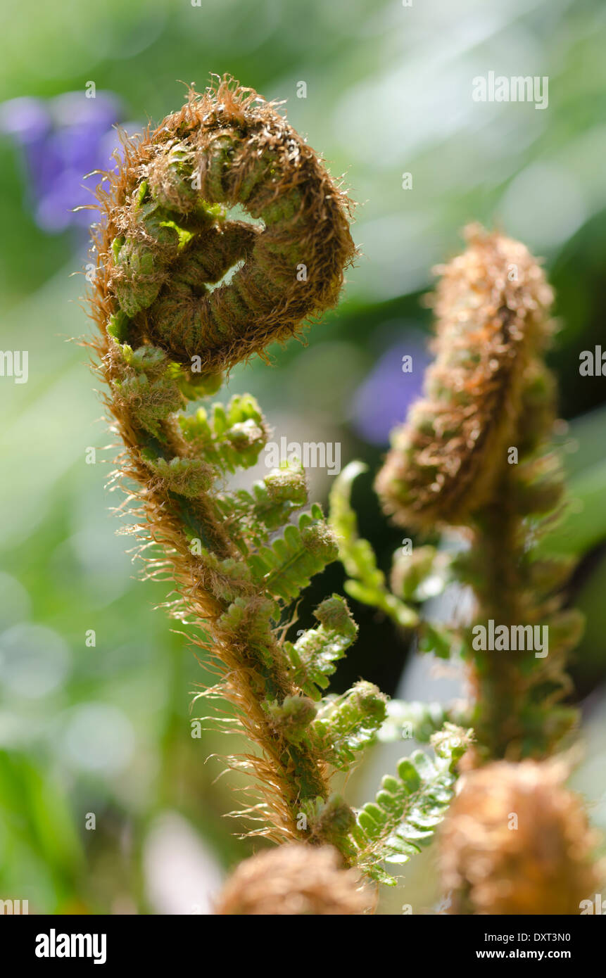 Uncurl hi-res stock photography and images - Alamy