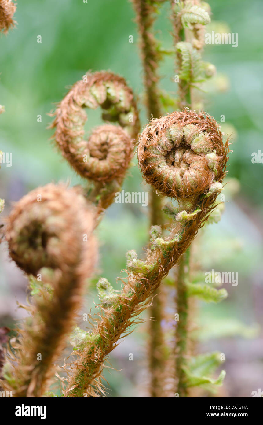 Uncurl hi-res stock photography and images - Alamy