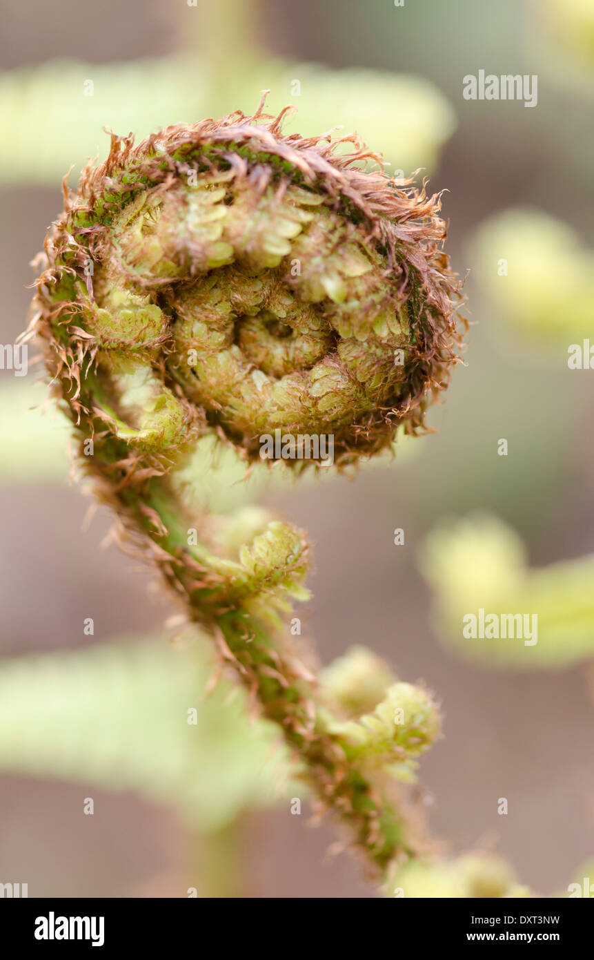 Fern frond starting to uncurl in a Cumbrian Wood in Spring Stock Photo ...