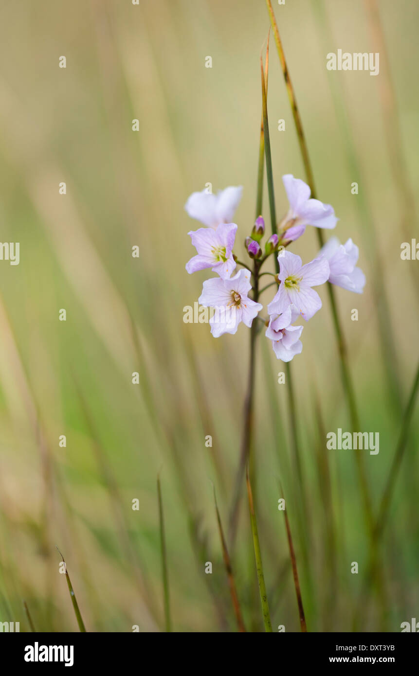 Grasses and cuckoo flower hi-res stock photography and images - Alamy