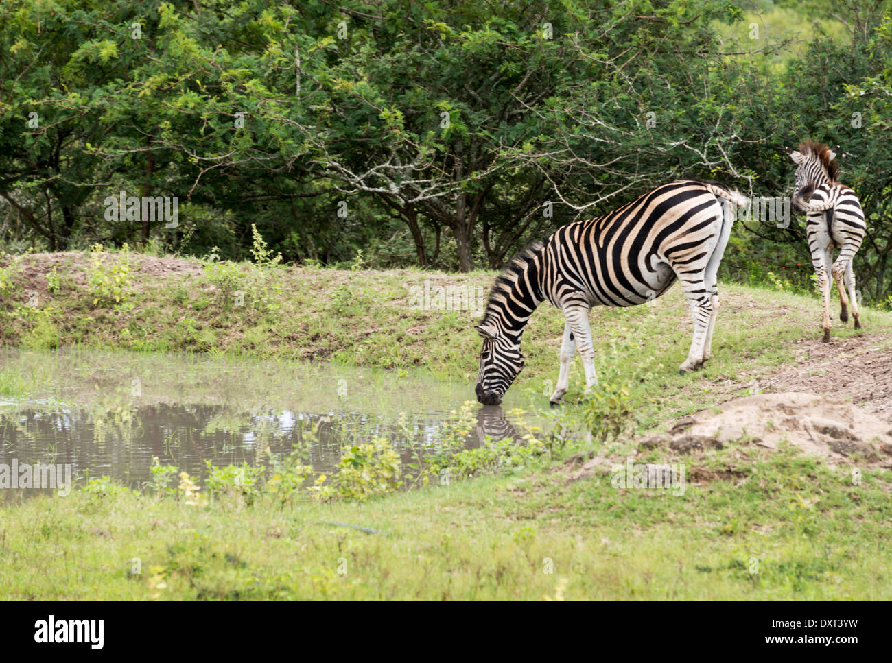 zebra drinking water in nature park south africa Stock Photo - Alamy