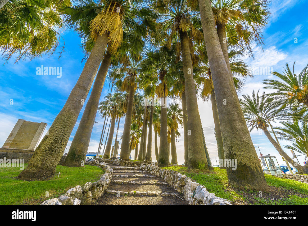 Path under the Palms in Cannes, France Stock Photo - Alamy