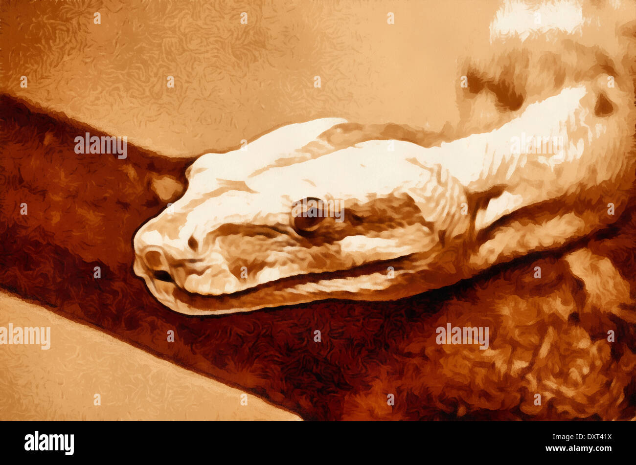 Boa reptiles boa latin boa hi-res stock photography and images - Alamy