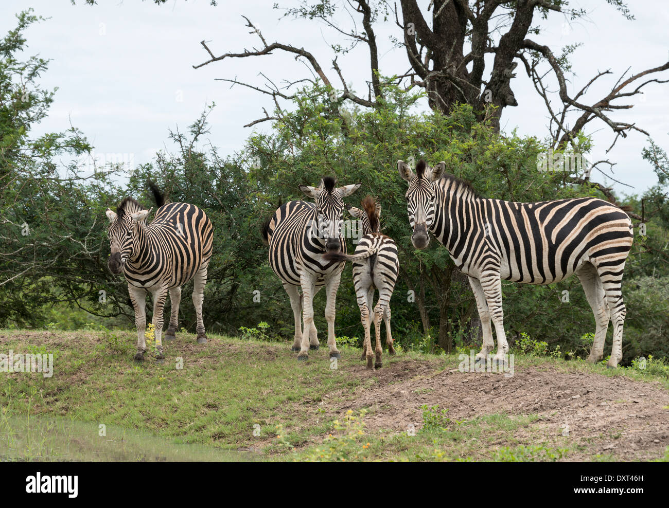 group of zebras south africa national park Stock Photo - Alamy
