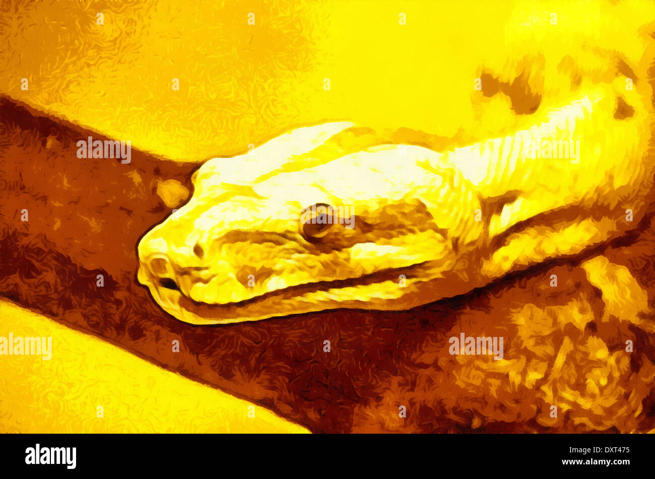 Boa reptiles boa latin boa hi-res stock photography and images - Alamy