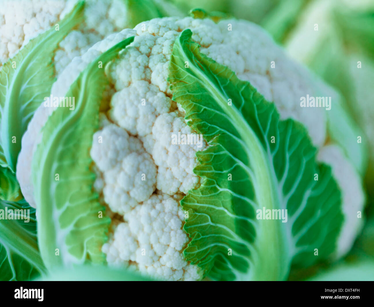 Extreme close up of raw cauliflower head Stock Photo - Alamy