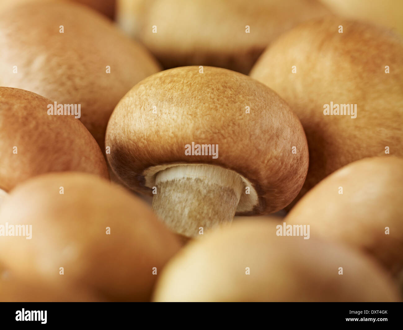 Chestnut mushroom hi-res stock photography and images - Alamy