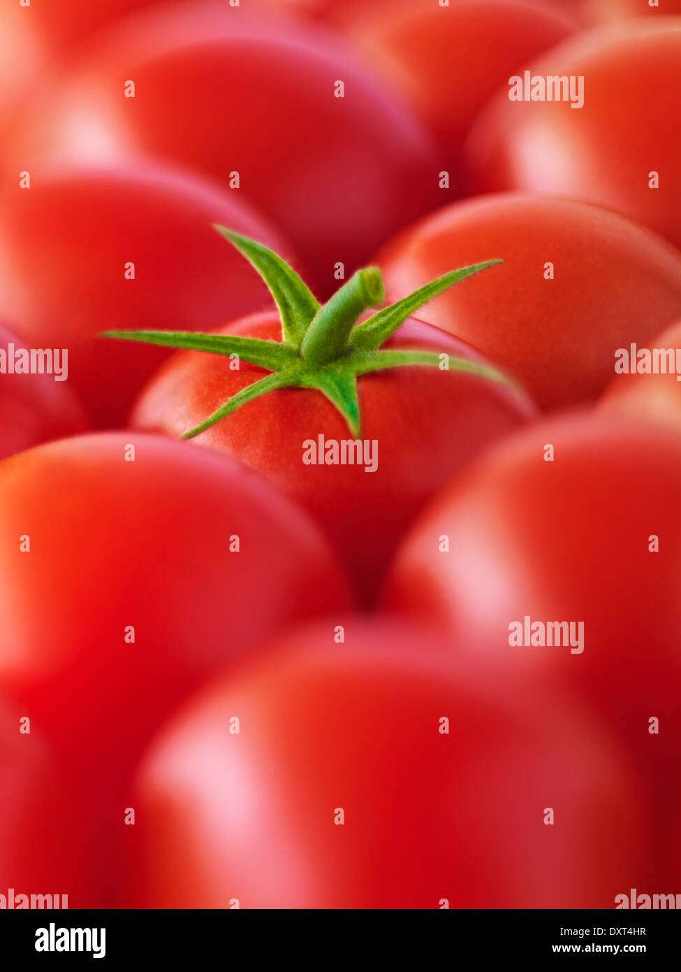 Close up of red tomatoes hi-res stock photography and images - Alamy