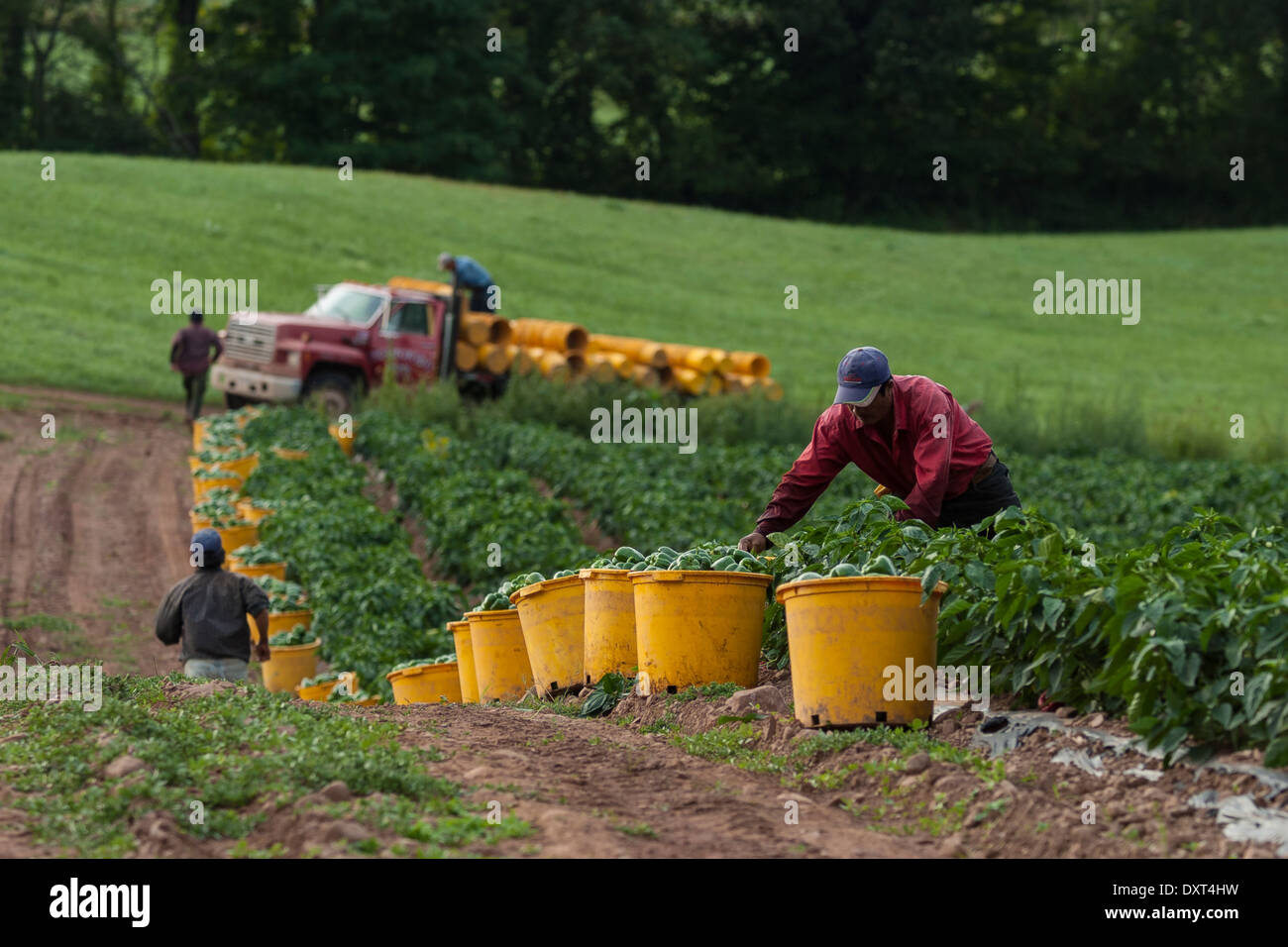 CT farming agriculture harvest peppers migrants workers fields lush ...