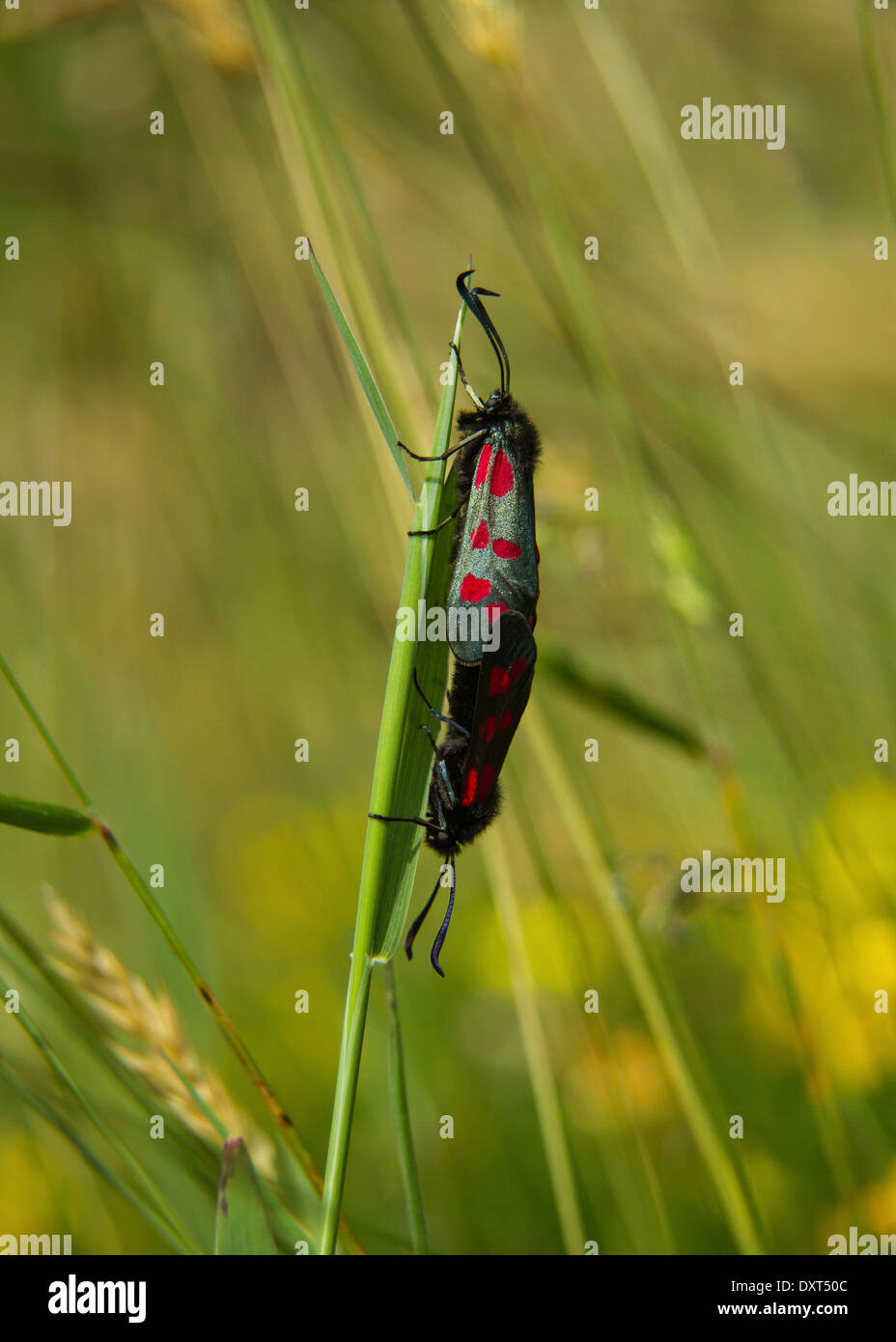 Six-spot Burnet mating on blade of grass Stock Photo - Alamy