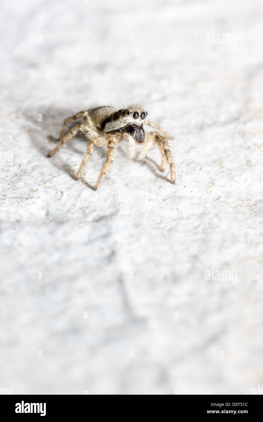 Portrait of a Zebra Spider (Salticus scenicus Stock Photo - Alamy