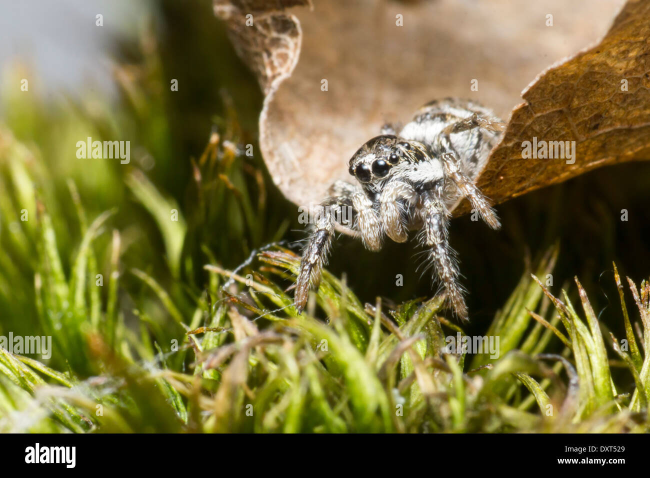 Portrait of a Zebra Spider (Salticus scenicus Stock Photo - Alamy