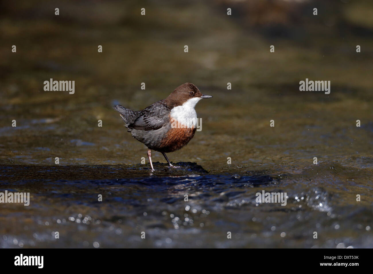 Dipper water bird hi-res stock photography and images - Alamy