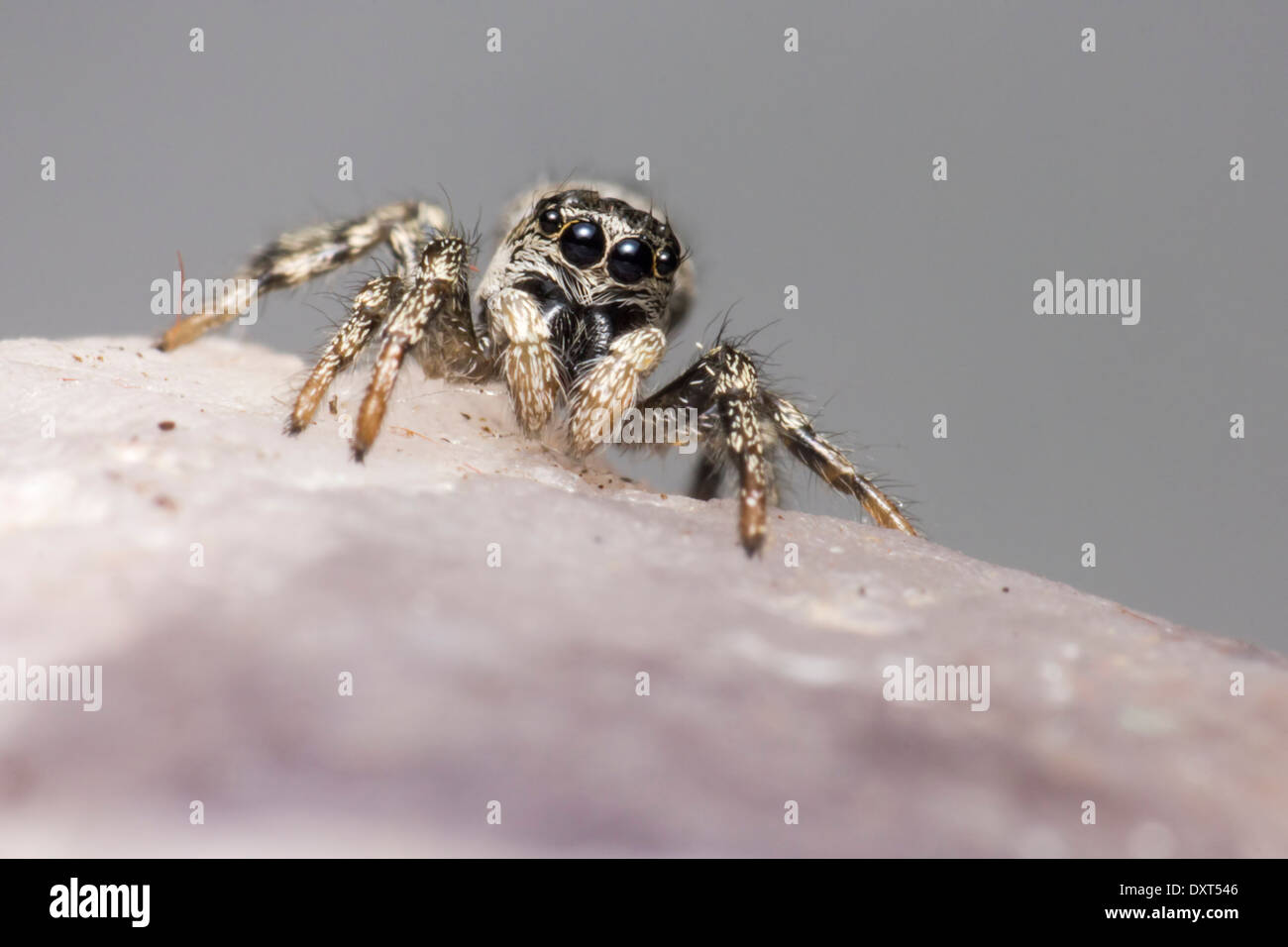 Portrait of a Zebra Spider (Salticus scenicus Stock Photo - Alamy