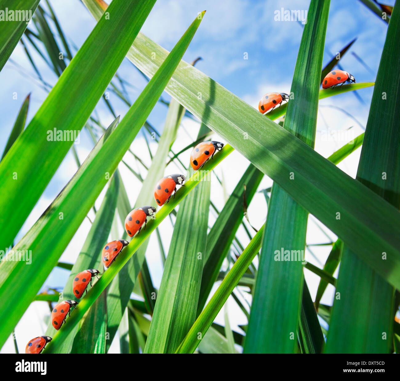 Ladybugs crawling up leaf hi-res stock photography and images - Alamy