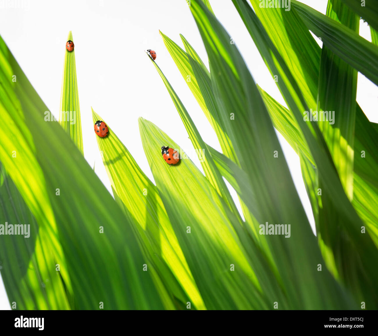 Ladybugs Four High Resolution Stock Photography and Images - Alamy