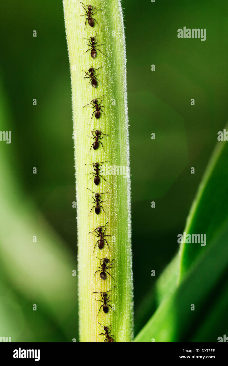 Ant leaf ideas hi-res stock photography and images - Alamy