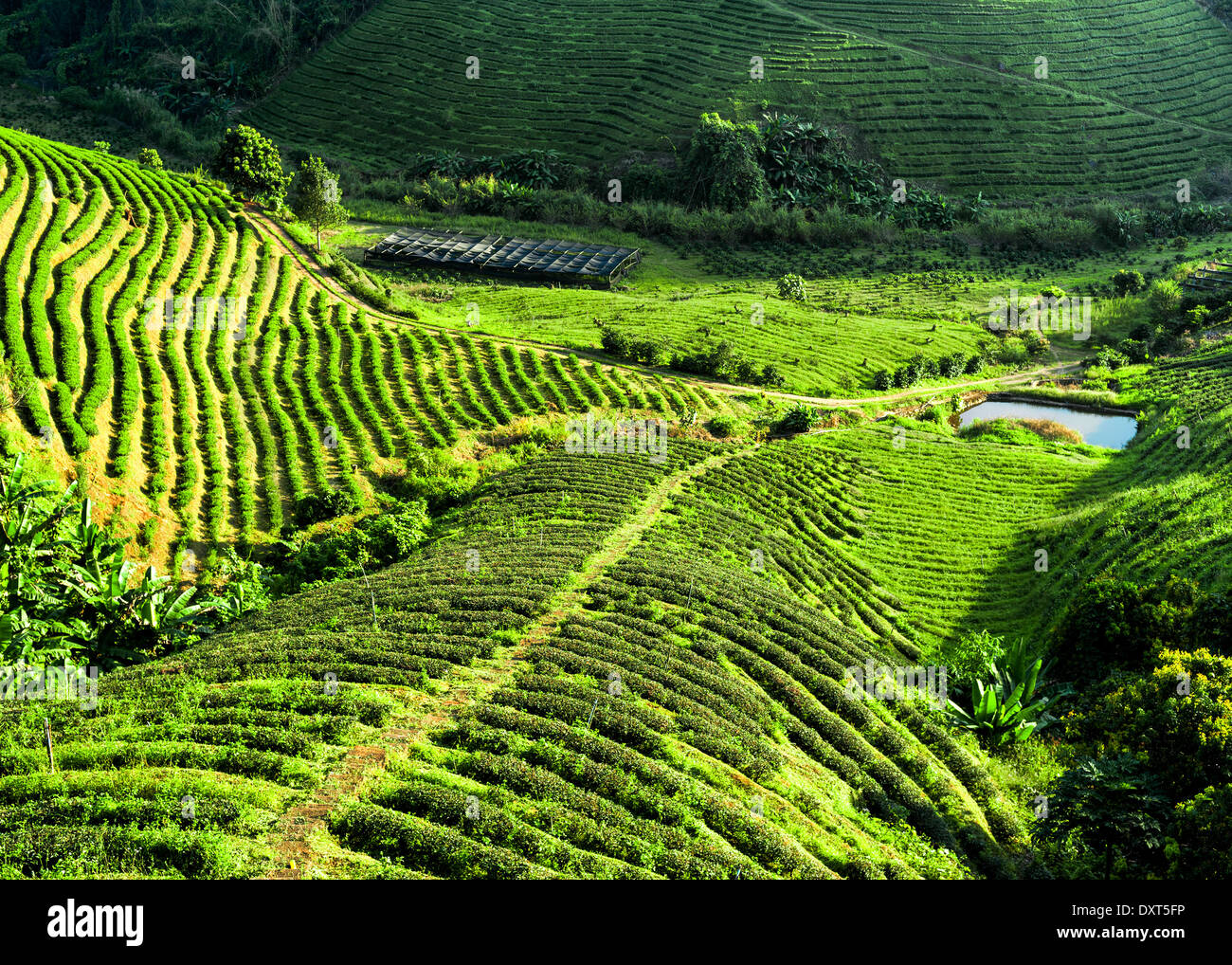 Plantation landscape hi-res stock photography and images - Alamy