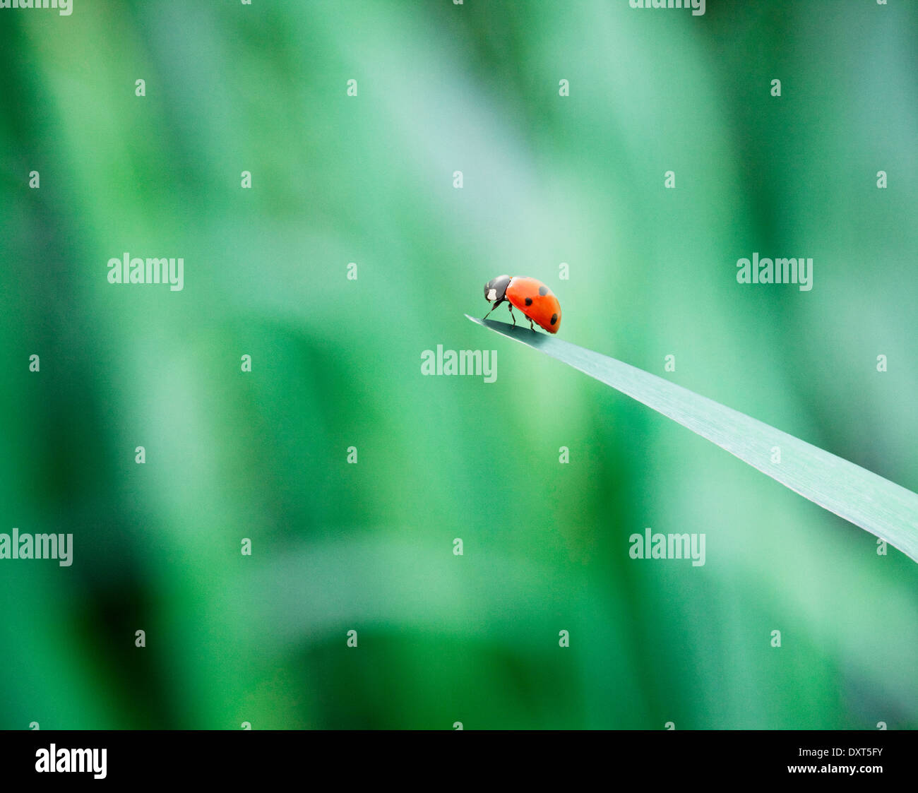 Ladybird on plant with negative space hi-res stock photography and ...