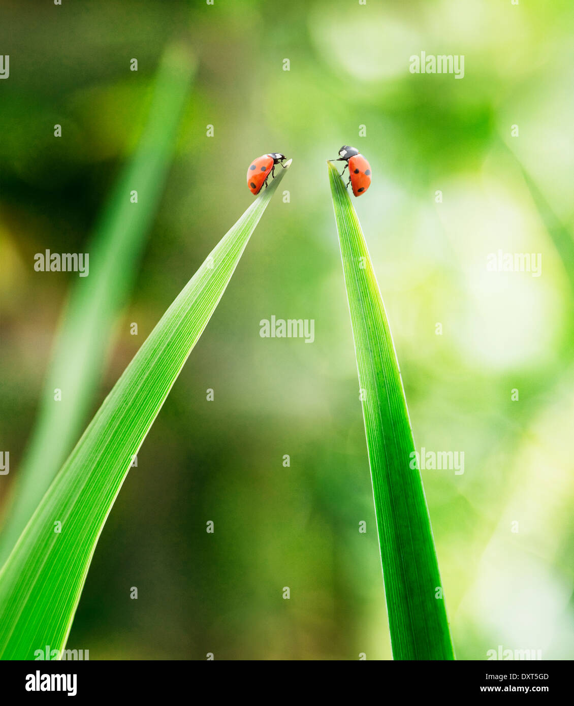 Insect photography tips hi-res stock photography and images - Alamy