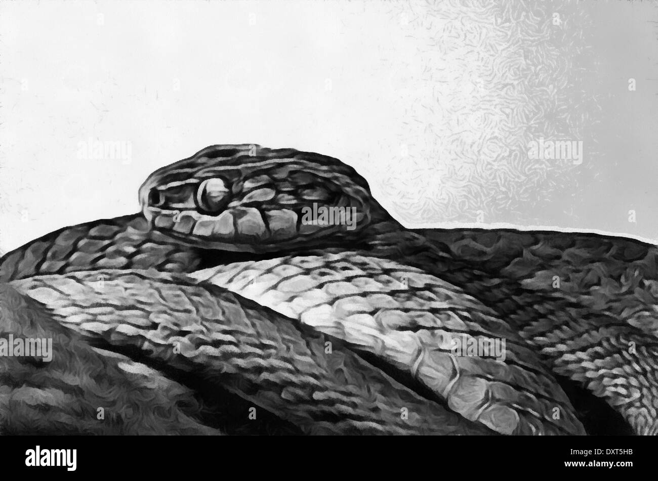 Ophidia snakes High Resolution Stock Photography and Images - Alamy