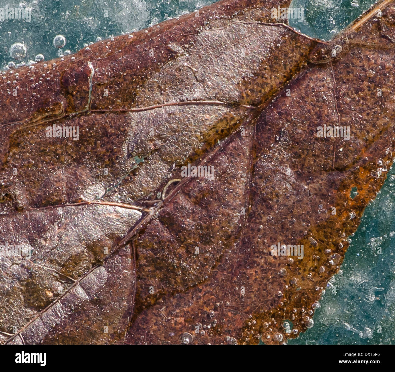 Close up frozen leaf hi-res stock photography and images - Alamy