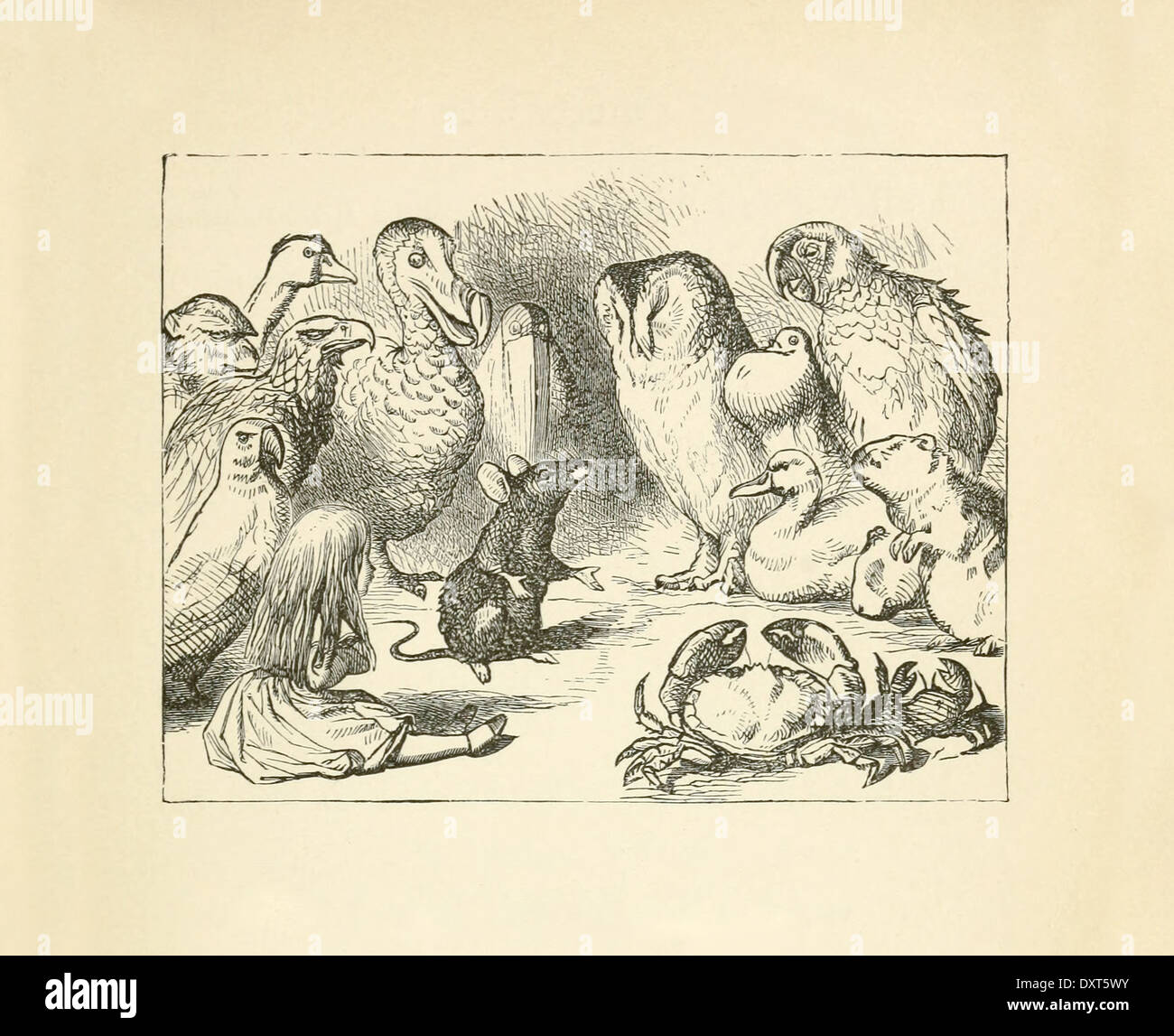 White tale eagle hi-res stock photography and images - Alamy