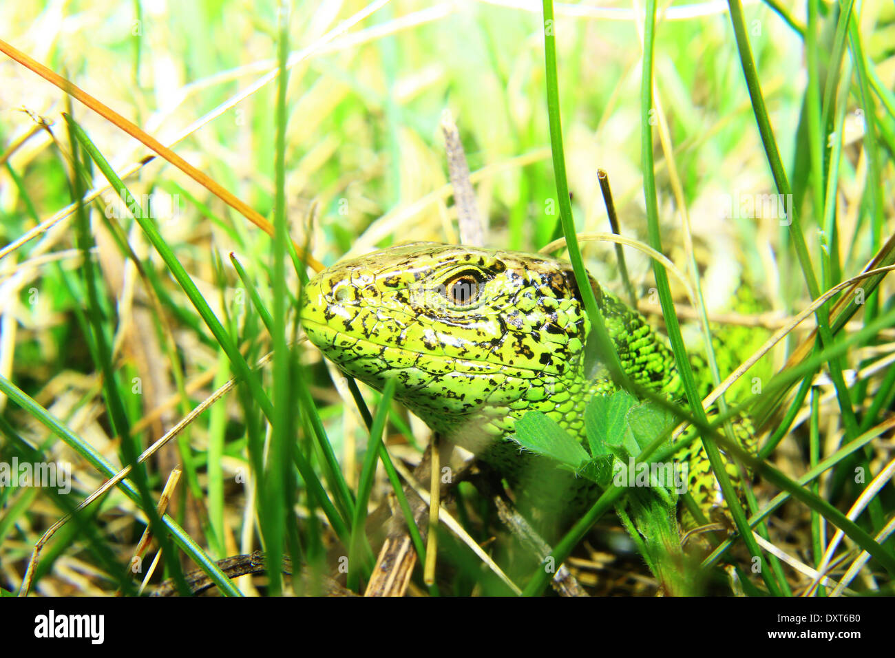 Blue eyes white dragon hi-res stock photography and images - Alamy
