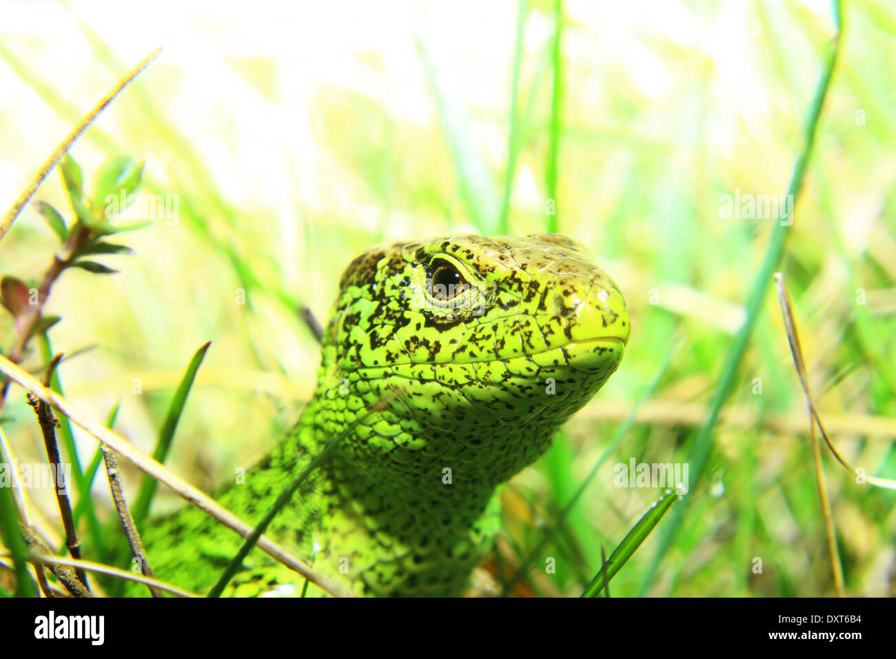 Chinese lizard tail hi-res stock photography and images - Alamy