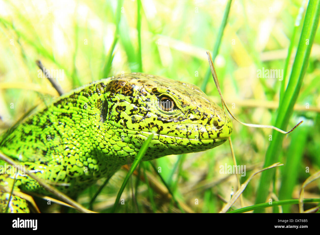 Chinese lizard tail hi-res stock photography and images - Alamy