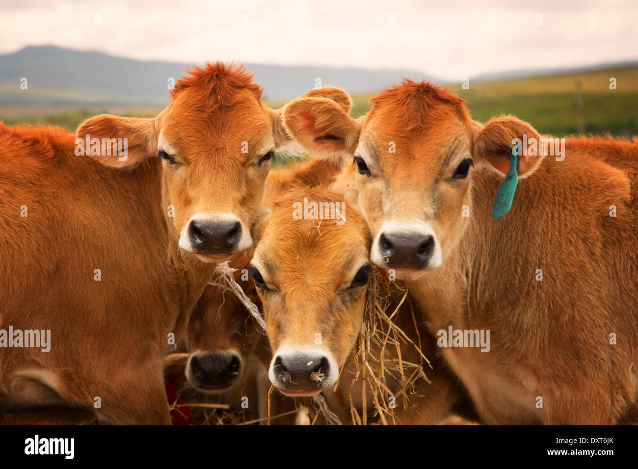 Jersey calves pose for the photograph. One is eating straw Stock Photo ...