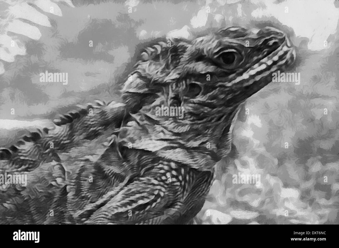 Lizard lizards sauria Black and White Stock Photos & Images - Alamy
