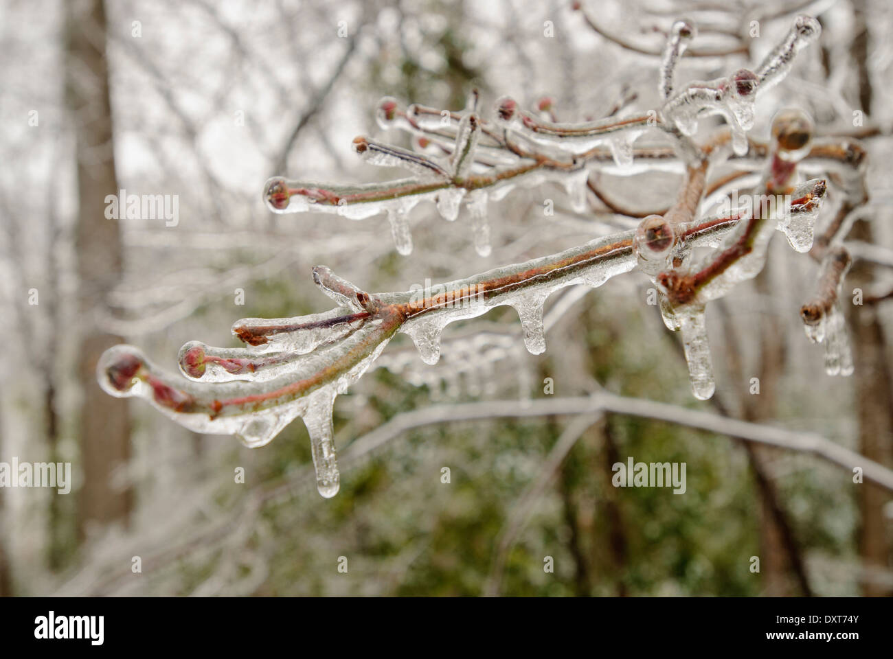 Early spring ice storm coats forest trees with ice Stock Photo - Alamy