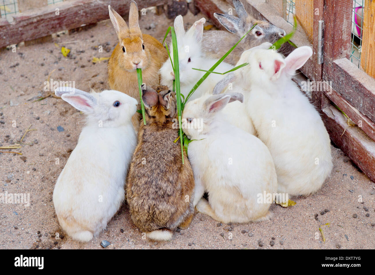 Rabbits on the Compound of the Sanctuary of Truth in Pattaya, Thailand ...