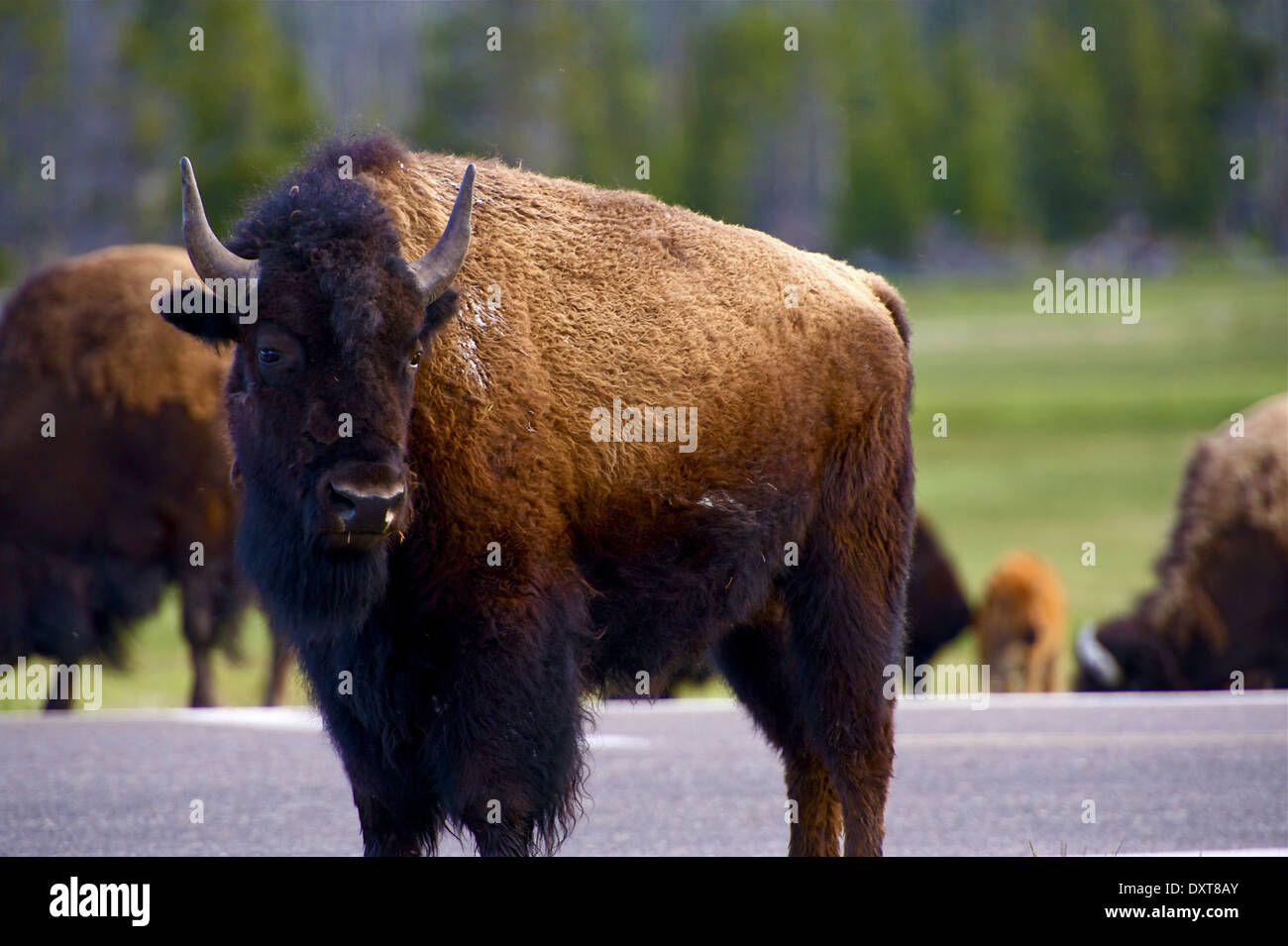 Wyoming Bison. Yellowstone National Park Wildlife - American Buffalo ...