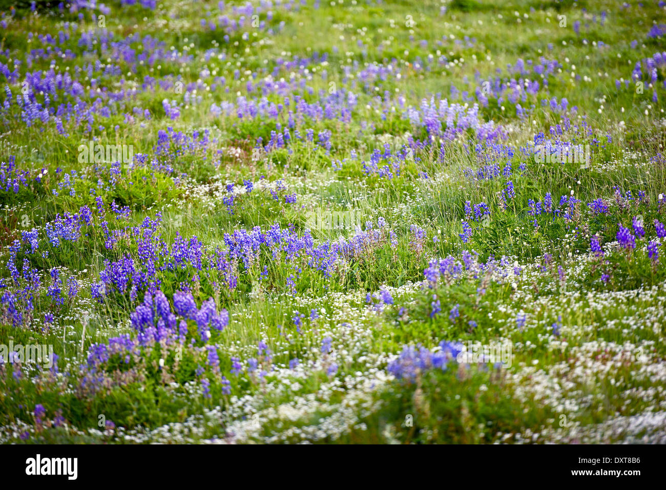 Meadow Violet Wildflowers in Oregon Mountains. Oregon Nature Photo ...
