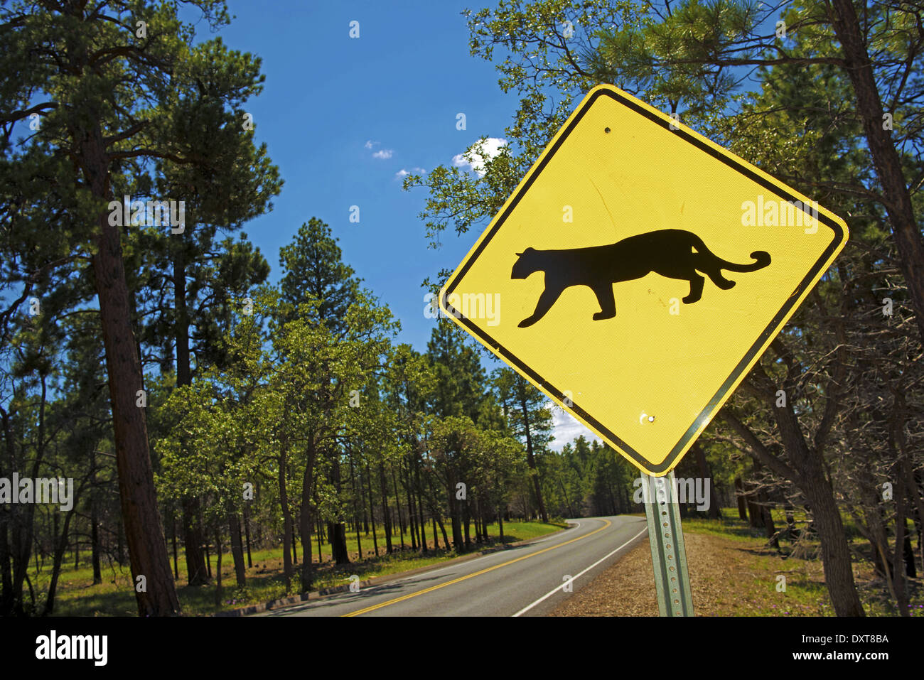 Cougar Crossing - Mountain Lion Xing Traffic Sign in Arizona, USA Stock ...