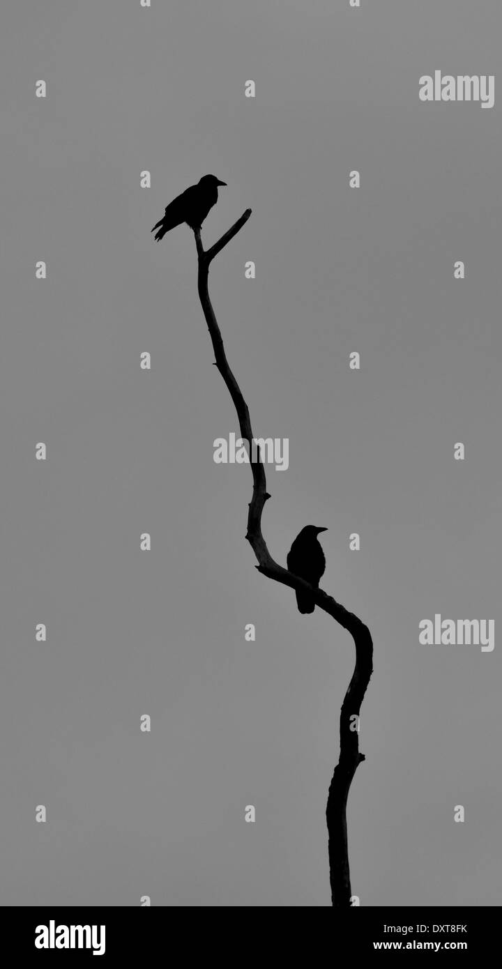Crows on dead tree branch. Image taken in Bushy Park, London, UK Stock ...