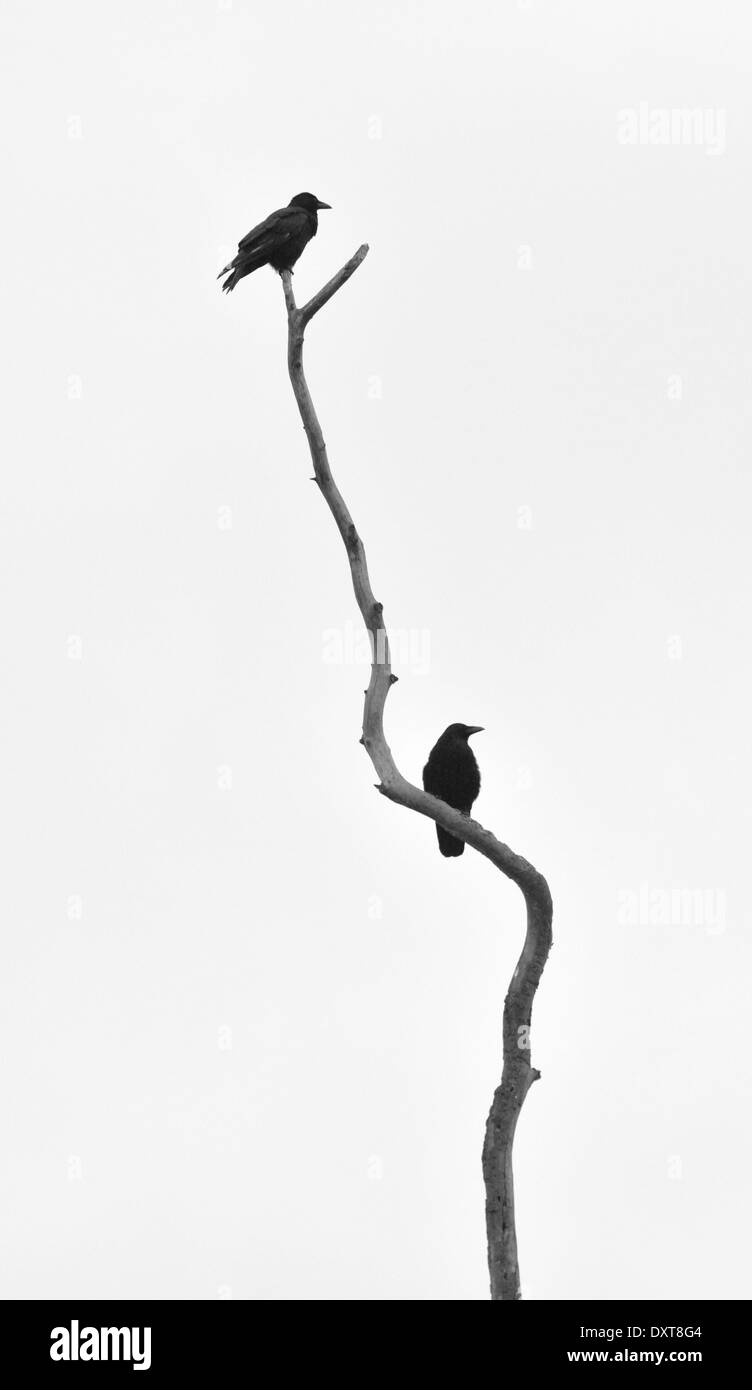 Crows on dead tree branch. Image taken in Bushy Park, London, UK Stock ...